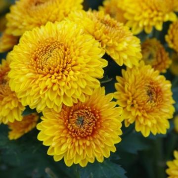 Promesse de Fleurs, plantes de jardin de qualité depuis 1950