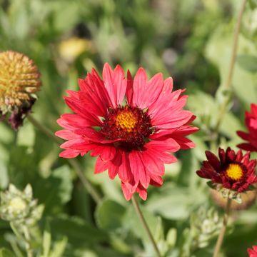 Gaillarde – Gaillardia Lutin – Une vivace naine à fleurs rouge et jaune