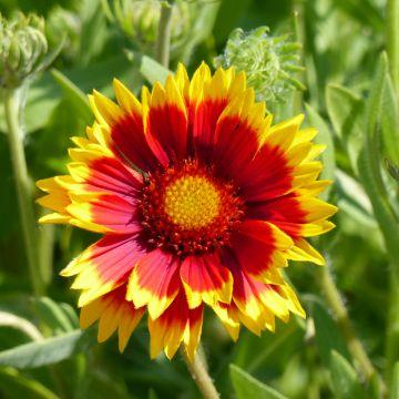 Gaillarde – Gaillardia Lutin – Une vivace naine à fleurs rouge et jaune