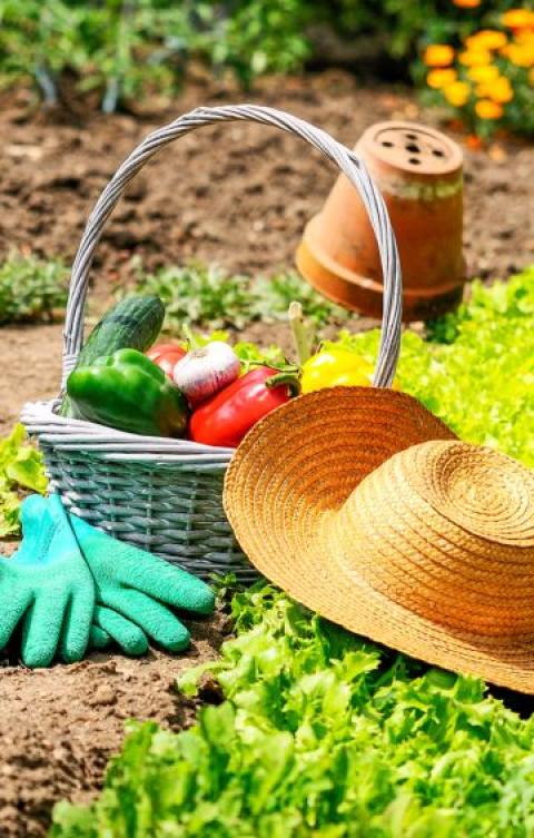 Coriandre - Persil chinois - Persil arabe – Loriante - Plante ...