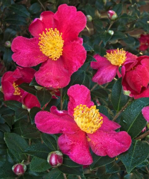 Bulbes de Lis (Lilium) de beau calibre - 40 variétés, Lis botaniques ...