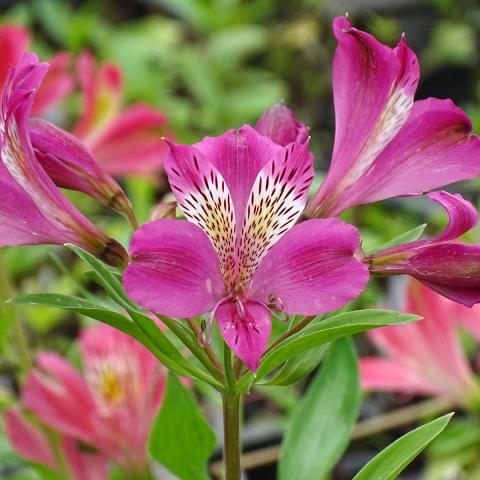 Alstroemeria Duchesses d'Anjou Isabelle - Lys des Incas de taille ...