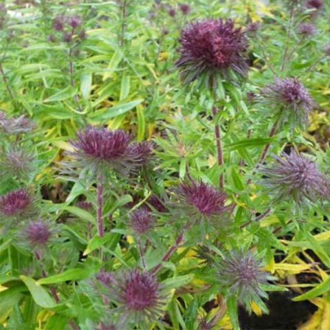Aster Ann Leys – Une étonnante variété à fleurs pourpres