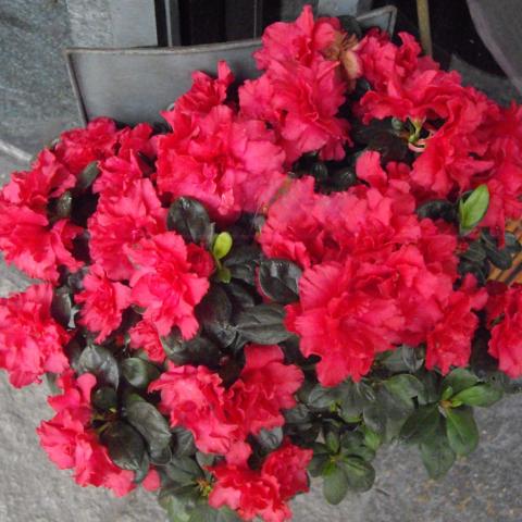 Azalea japonica Arabesk - Azalée japonaise compacte, à fleurs rouge carmin.