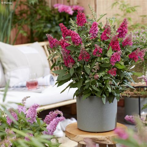Buddleja davidii Butterfly Candy Little Ruby - Arbre aux papillons nain ...