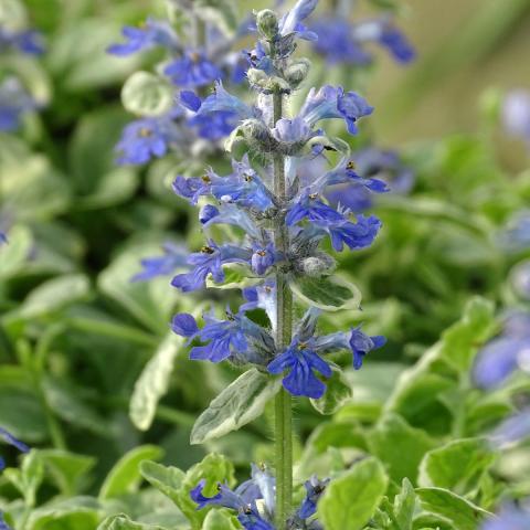 Ajuga reptans Variegata – Bugle rampante panachée de crème