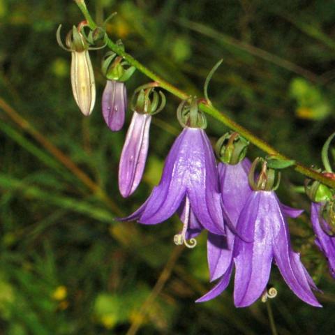 Campanula rapunculoides - Campanule fausse raiponce - Belle vivace ...