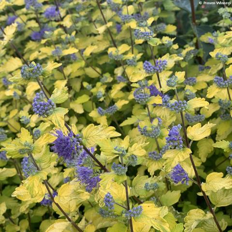 Caryopteris incana Sunny Blue - Barbe-bleue - Spirée bleue au feuillage ...