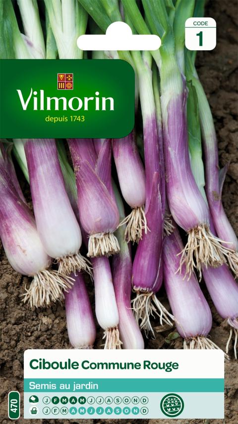 Ciboule Rouge commune - Cive - Graines Vilmorin