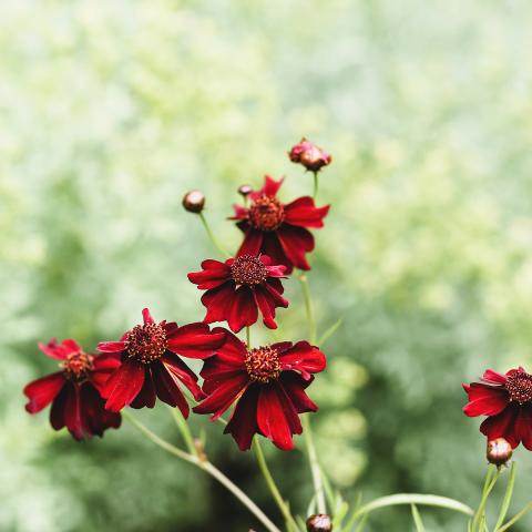 Coreopsis rosea Limerock Ruby - Coréopsis à fleurs rouge rubis