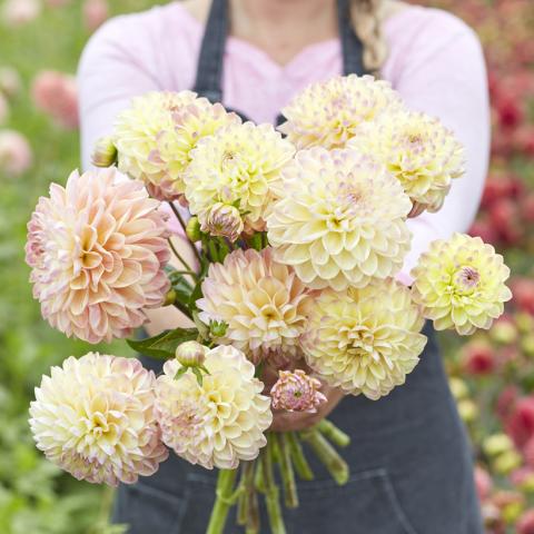 Dahlia Hapet Pastel - Variété à fleurs jaune doux et rose pêche pâle