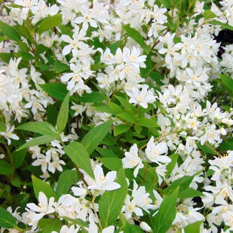 Deutzia Yuki Snowflake – Bel arbuste à floraison blanche abondante