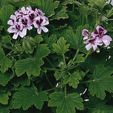 Pelargonium - Géranium parfumé Orange Fizz en pot. Géranium annuel aux ...