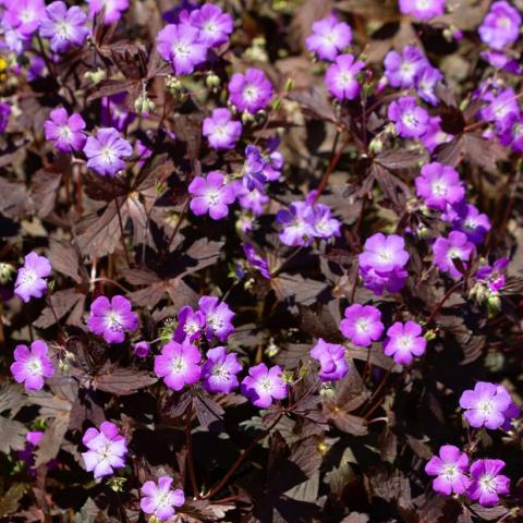 Géranium vivace maculatum Stormy Night - Variété au feuillage acajou ...