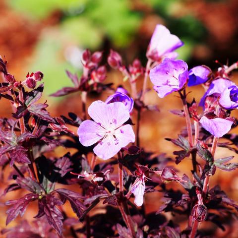Géranium vivace pratense Dark Reiter - Géranium des près au feuillage ...