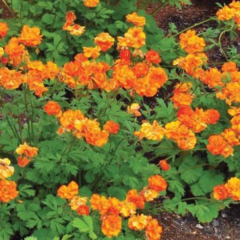 Geum Fire Storm - Benoîte vigoureuse, très florifère et compacte, à ...
