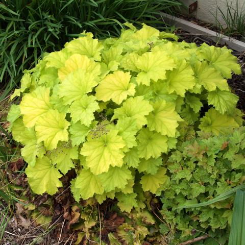 Heuchère Guacamole - Heuchera aux grandes feuilles vert doré devenant ...