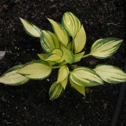 Hosta Remember Me - Variété de petite taille à feuilles ovales épaisses ...