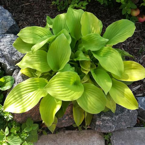 Hosta Sun Mouse - Variété miniature à feuillage doré