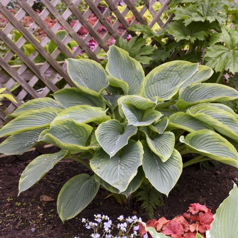 Hosta Wu-La-La - Un géant à feuilles vert-gris bordées de vert-jaune