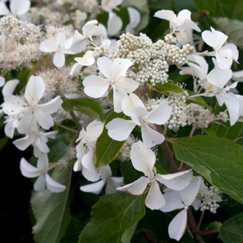 Hydrangea paniculata Levana – Grand Hortensia arbustif à fleurs énormes