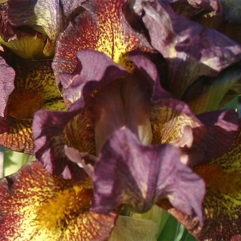 Iris germanica Firestorm - Lilliput - Iris des Jardins nain, violet brun