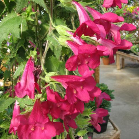 Lofos rose - Lophospermum scandens Rosea - Muflier grimpant volubile
