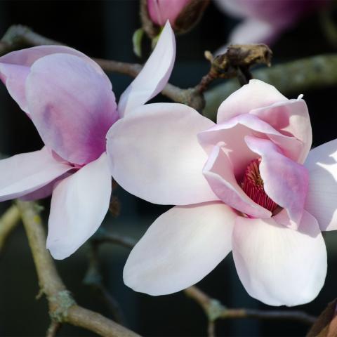 Magnolia denidata Iolanthe – Magnolia aux énormes fleurs rose lilacé