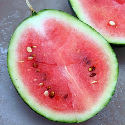 Pastèque Mini-Love F1 - plants greffés pour potager