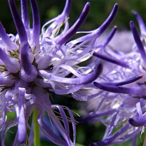 Phyteuma scheuchzeri - Raiponce de Scheuchzer - Vivace de rocaille ...