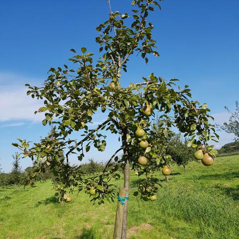 Poirier Saint Rémy - Pyrus communis - variété ancienne de poires à cuire