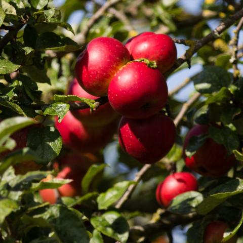Pommier nain Red Sensation - Malus domestica à port colonnaire