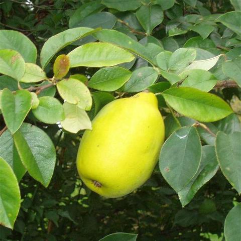 Pseudocydonia sinensis - Cognassier de Chine, ornemental et fruitier