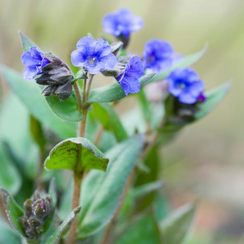 Pulmonaria Blue Ensign - Pulmonaire aux magnifiques fleurs bleu intense
