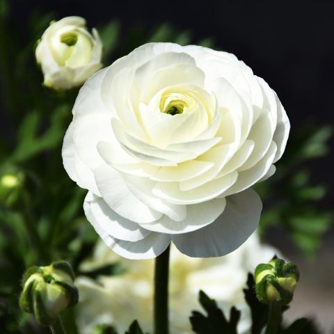 Renoncule asiatique, des fleuristes, d'Orient, des jardins - Ranunculus ...