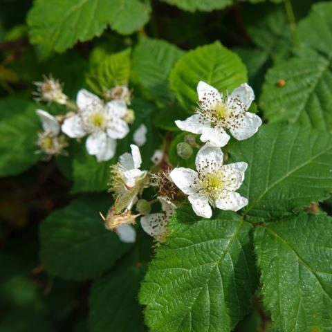 Ronce commune - Rubus fruticosus - Ronce des bois ou des haies ...