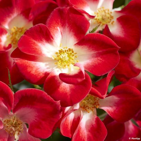 Rosier Everglow Ruby - Buisson compact aux fleurs simples rouges à ...