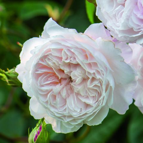 Rosa Albrighton Rambler® - Ausmobile - Rose anglaise David Austin - Une ...
