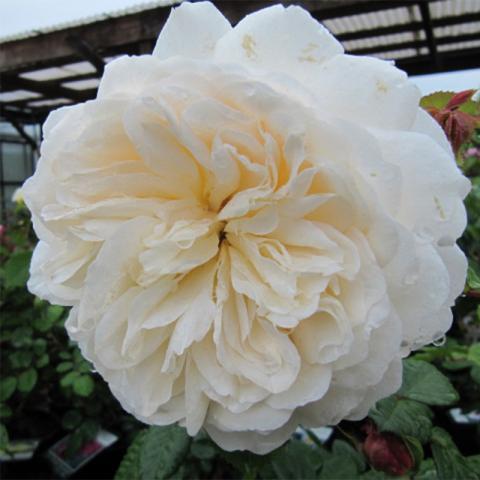 Rosa Tranquility® - Ausnoble - Rose anglaise David Austin - Des fleurs ...