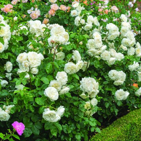 Rosa Tranquility® - Ausnoble - Rose anglaise David Austin - Des fleurs ...