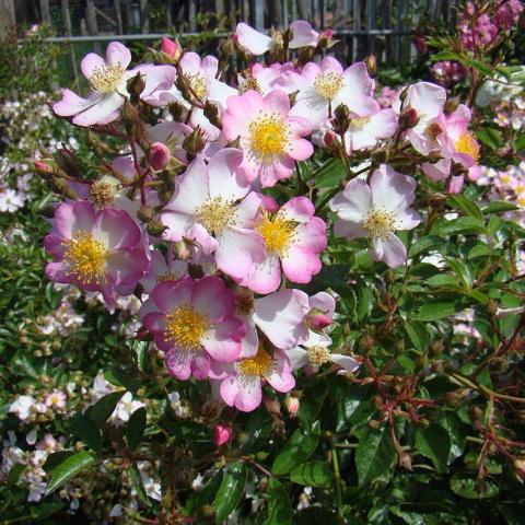 Rosier Robe Fleurie - Couvre-sol remontant, très florifère, en bouquets ...