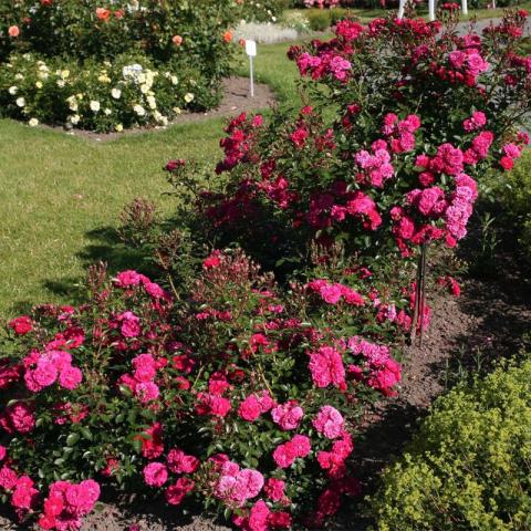 Rosier nain Lilliputs Roxy Korsineo label ADR - Miniature, à floraison ...