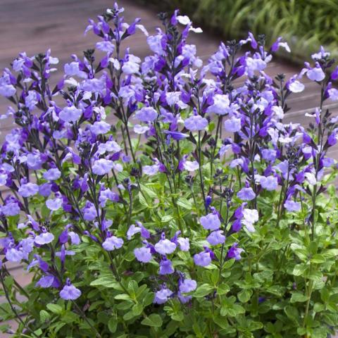 Salvia microphylla So Cool Pale Blue - Une sauge arbustive aux fleurs ...