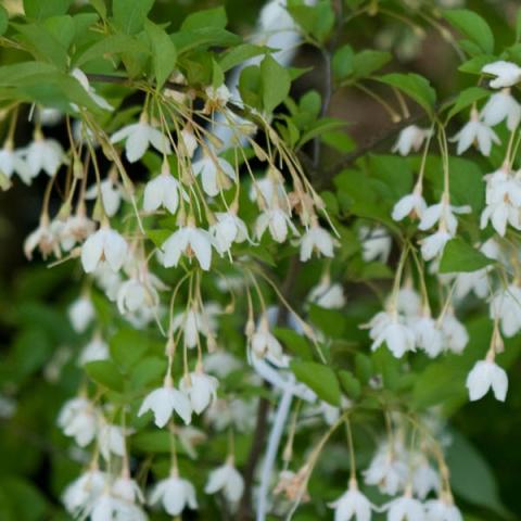 Styrax japonica – Bel arbuste aux clochettes parfumées et retombantes