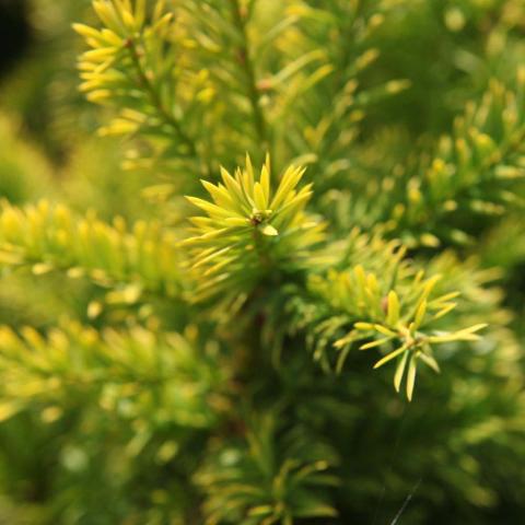 Taxus baccata Semperaurea - If commun doré compact de taille moyenne