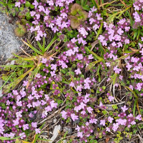Thymus praecox Minor - Variété de Thym précoce compacte et basse