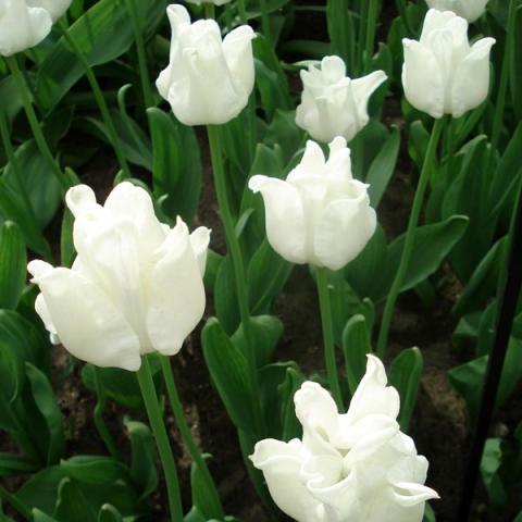 Tulipe Triomphe White Liberstar - Bulbe - D'originales fleurs blanche ...