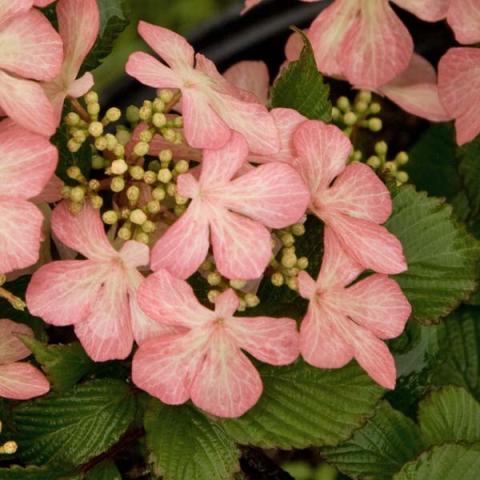 Viburnum plicatum Pink Beauty - Viorne étagée blanche puis rose