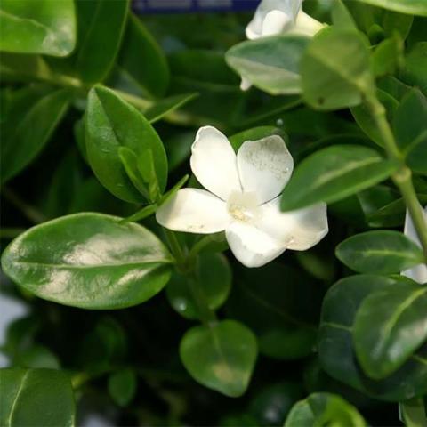 Vinca minor Alba - Petite pervenche couvre-sol persistante aux fleurs ...