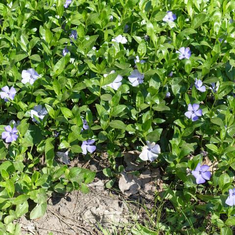 Petite Pervenche - Vinca minor à fleurs bleu clair